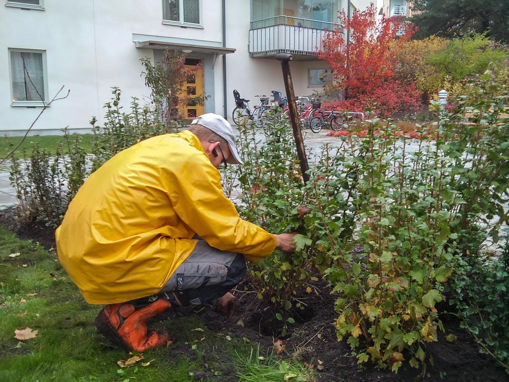 Plantering Uppsala och Stockholm – Uppsala Fastighetstjänst